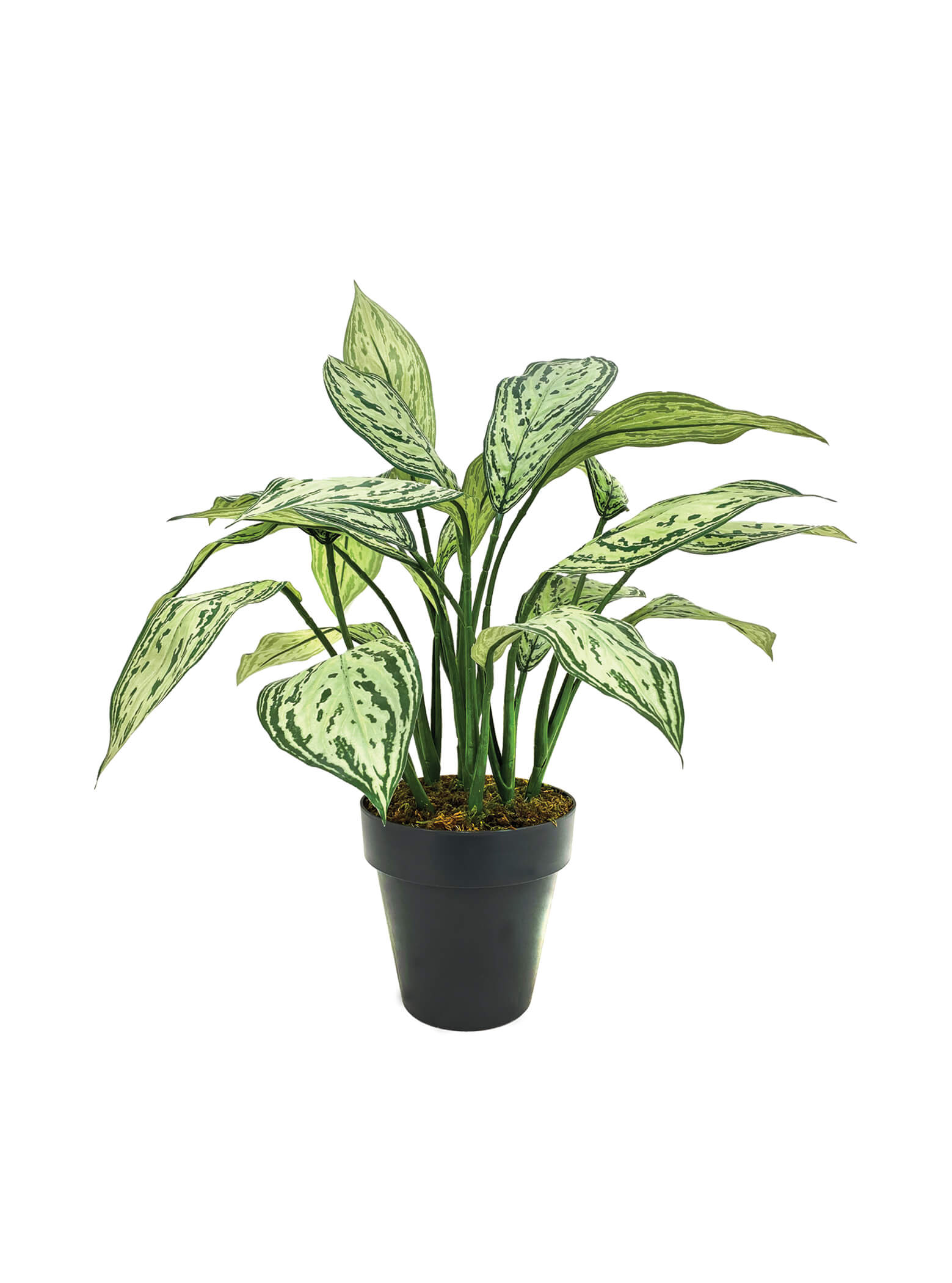 Silver Queen Plant – Pollyanna Concepts - Artificial Plants & Greenwall